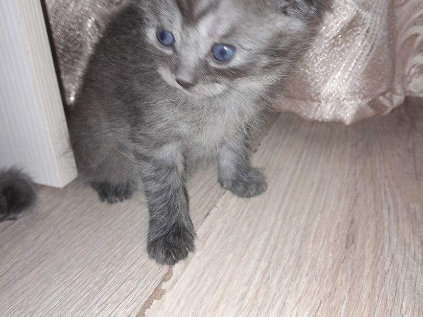 Вислоухие котята