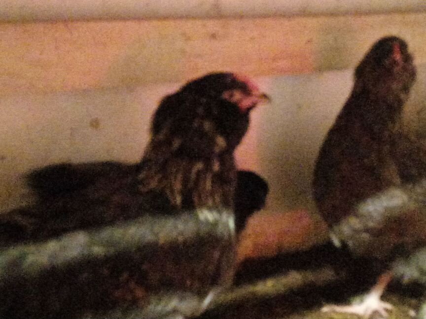 Куры молодки (фавероль пепельные)