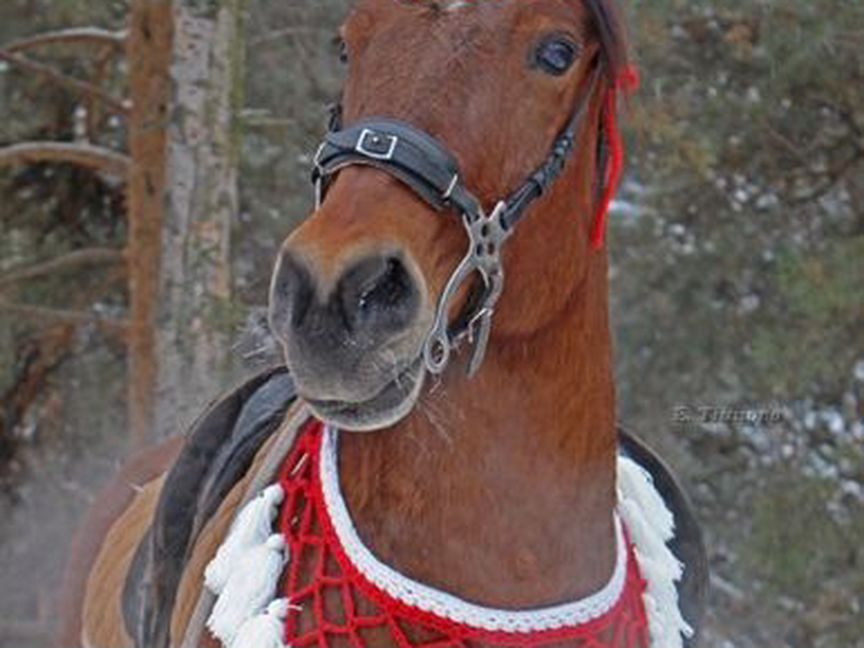 Шапочка (ушки) для лошади для пони