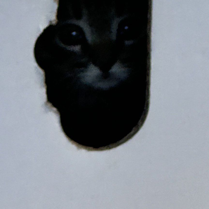 Уличные котята под крыльцом офиса