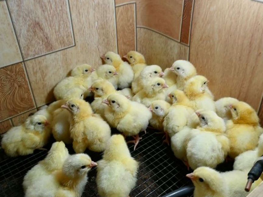 Цыплята бройлеры кобб 500 суточные и подрощеные