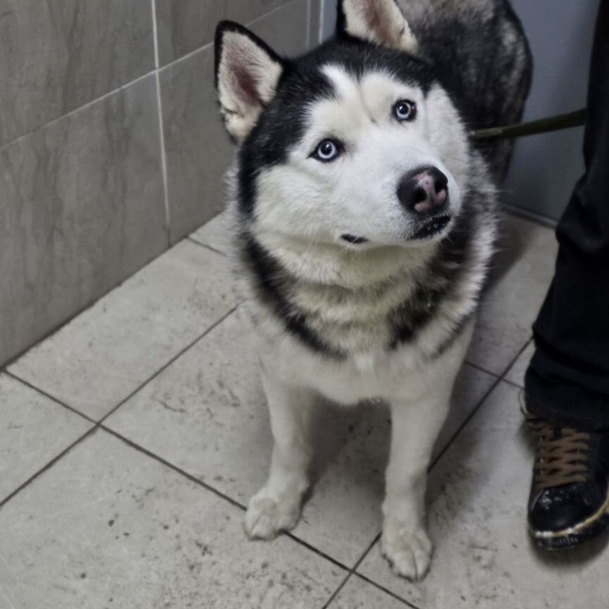 Сибирский хаски