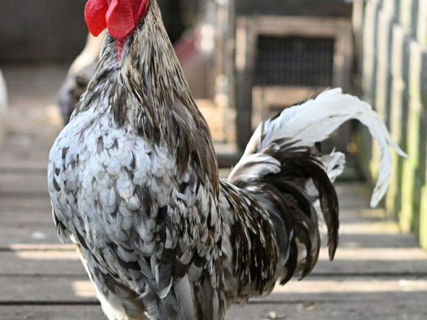 Петухи сильверудды, амерауканы