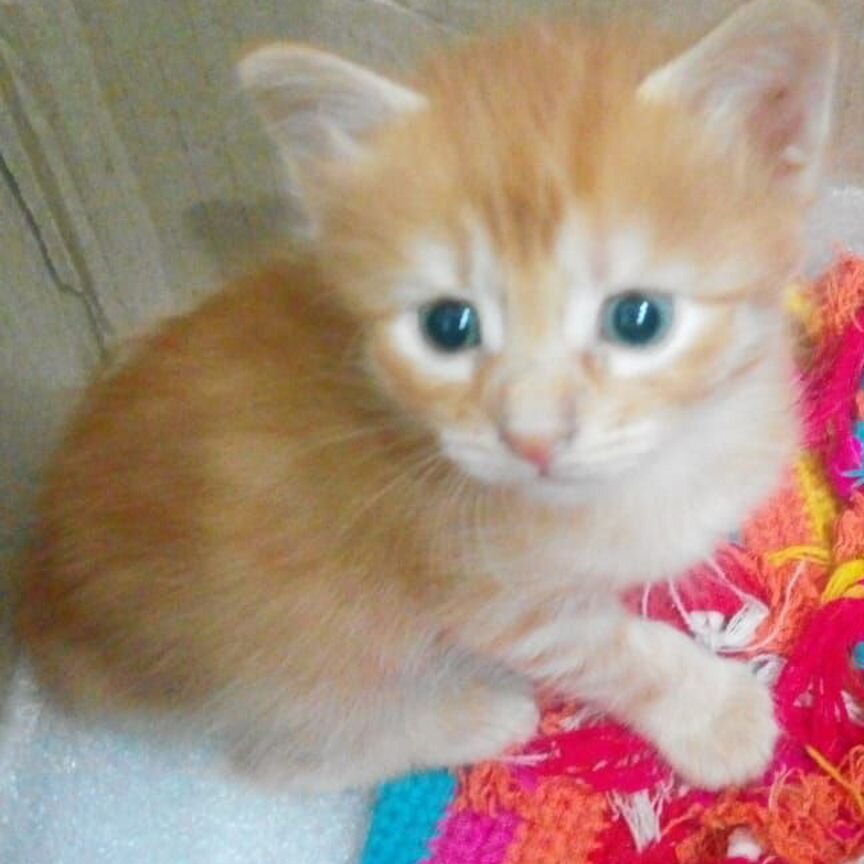 Рыжие котята в дар