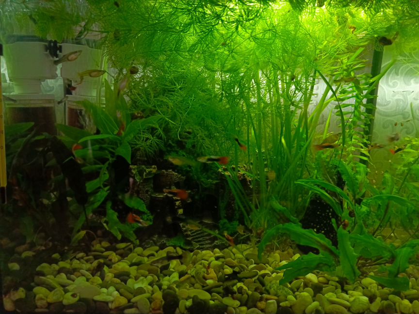 Аквариумные рыбки гуппи