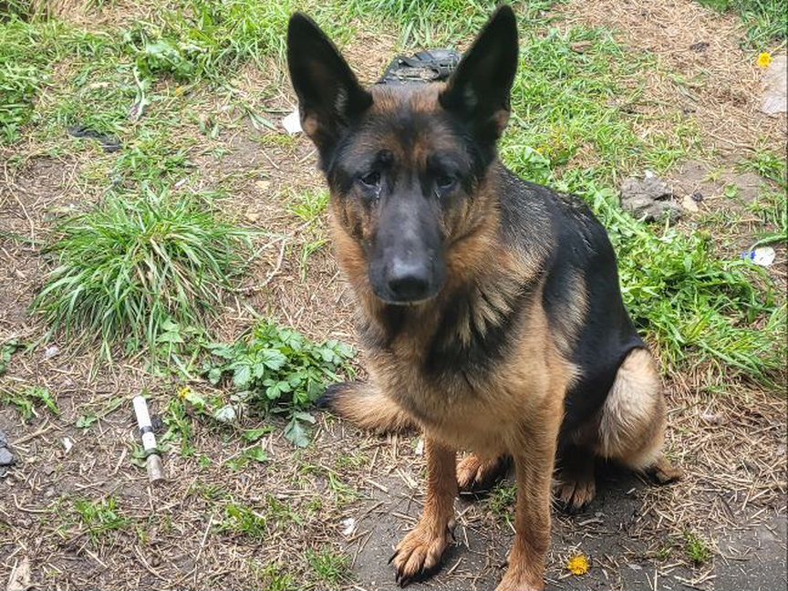 Смесь немецкой овчарки с дворнягой