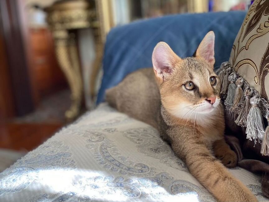 Котята чаузи ф1