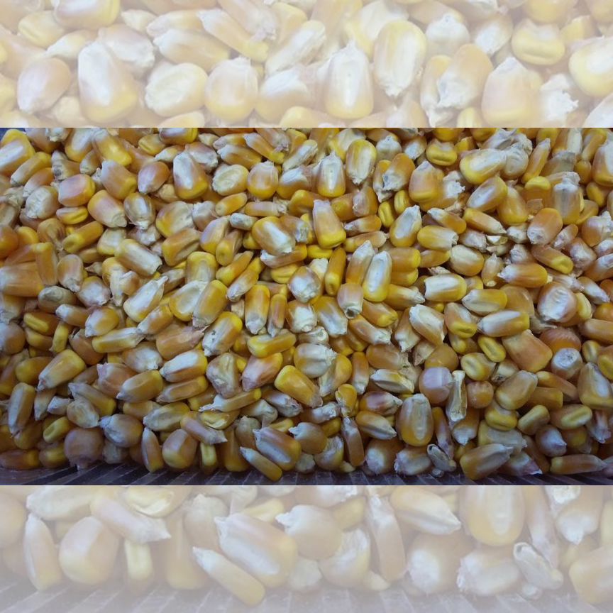 Кукуруза зерно