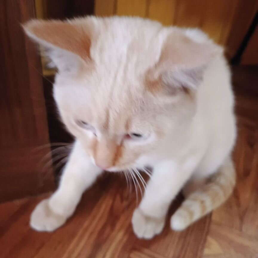 Котик, беленький с рыженькими ушками