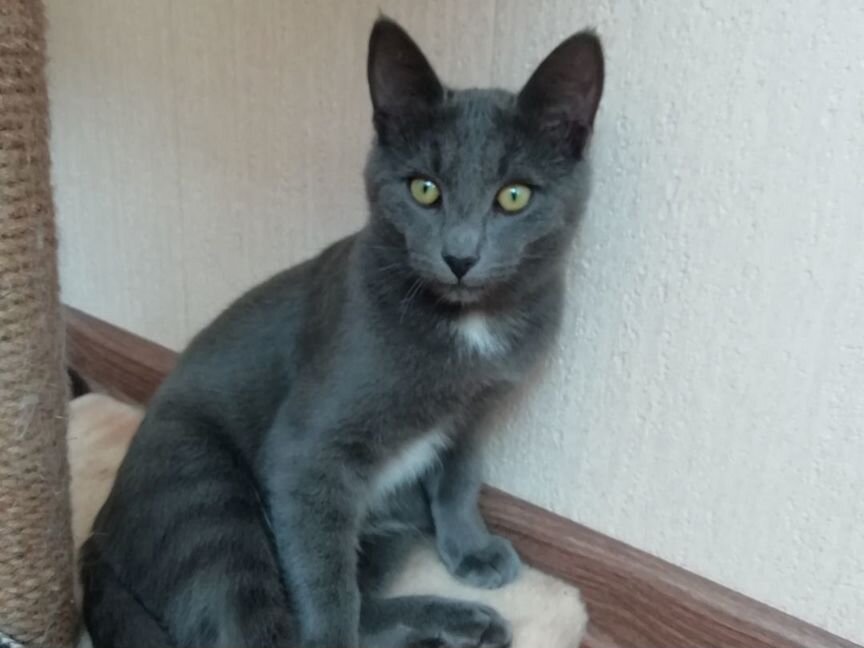 Котенок в добрый руки