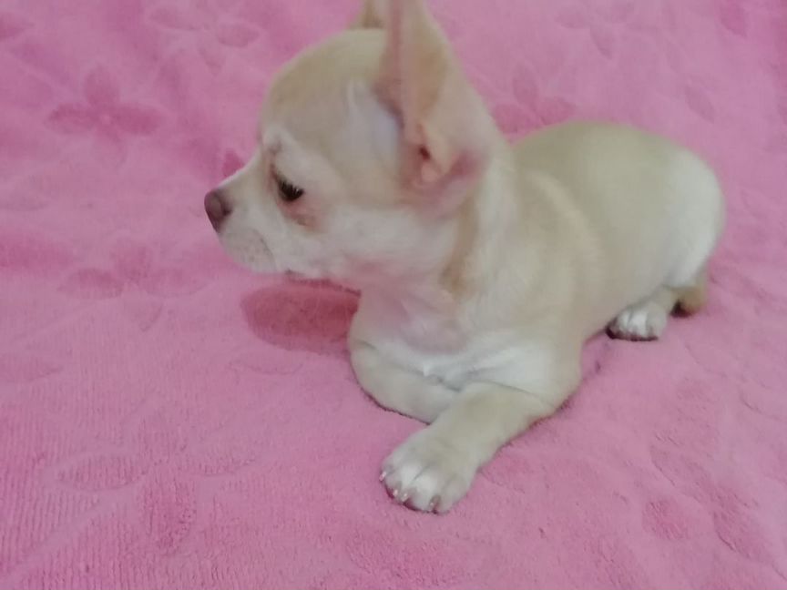 Сладкая девчушечка