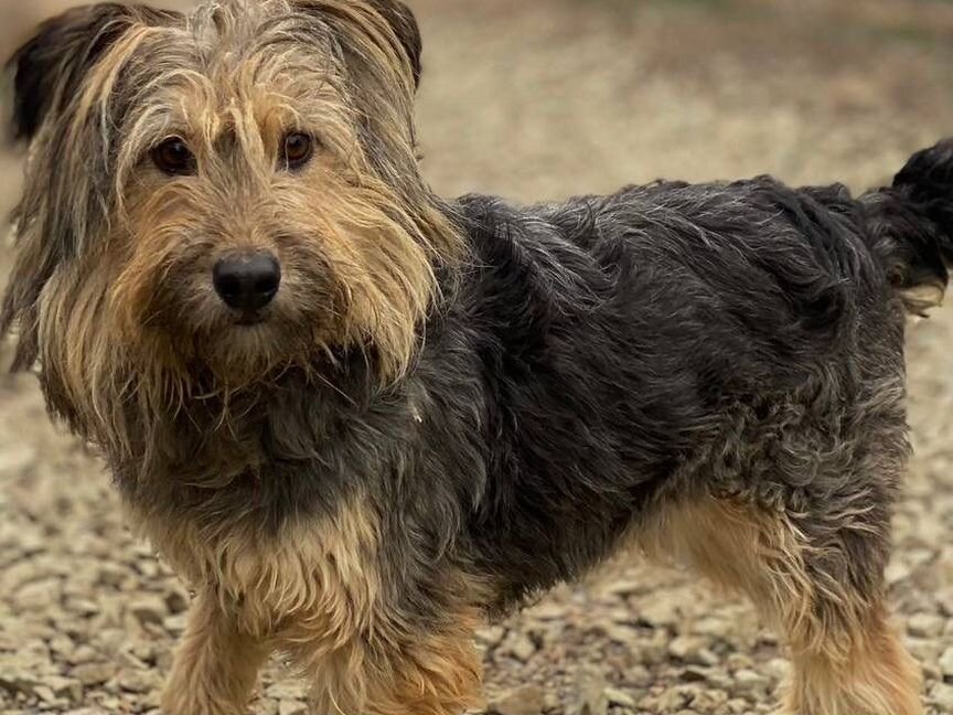 Терьеристый Совенок