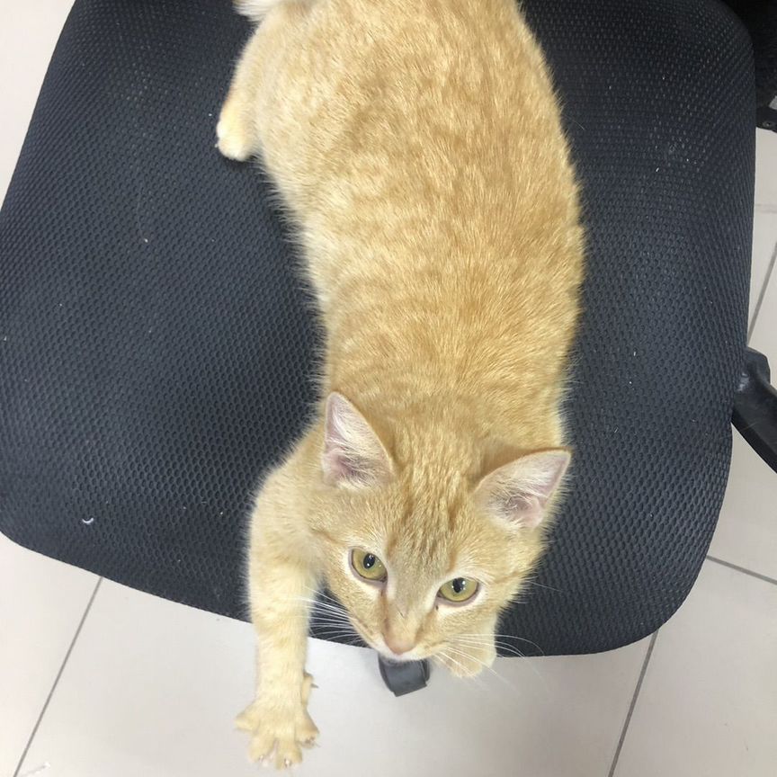 Котенок девочка