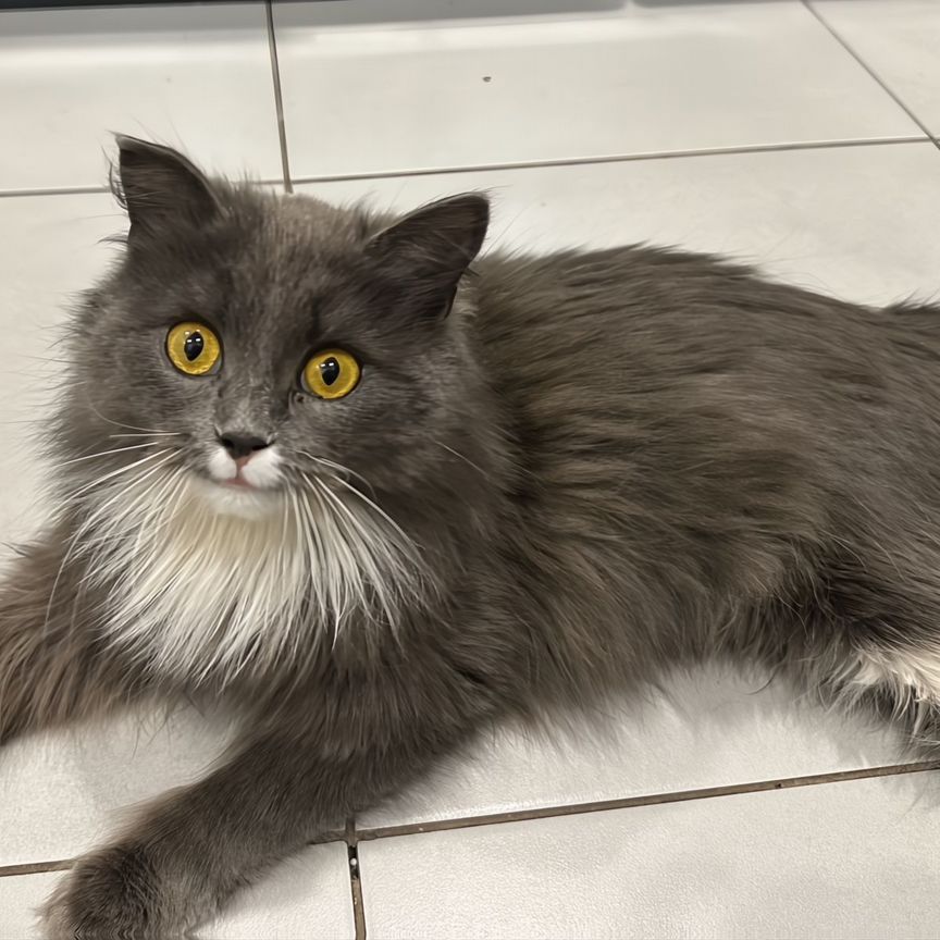 Взрослая кошка в добрые руки