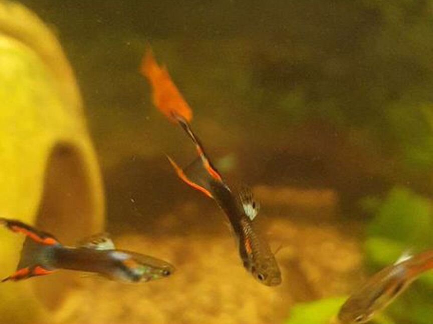 Рыбки гуппи