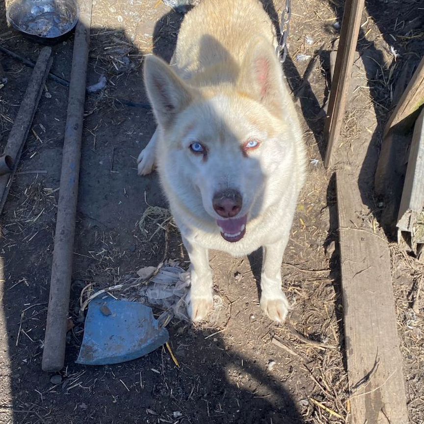 Лайка, взрослая собака