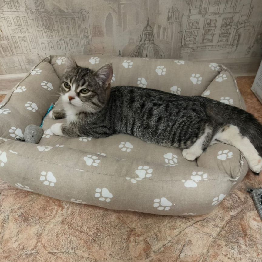 Котёнок девочка