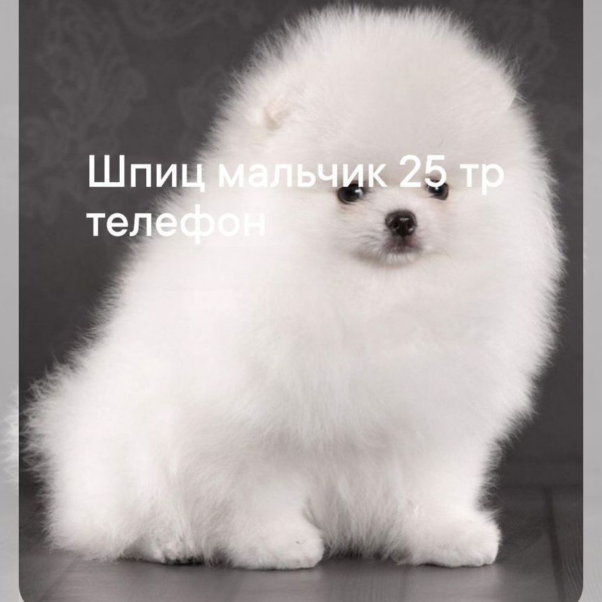Белый померанский шпиц мальчик