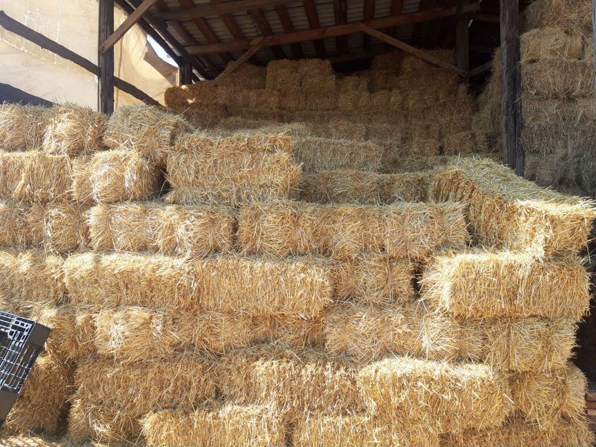 Солома ячмённая