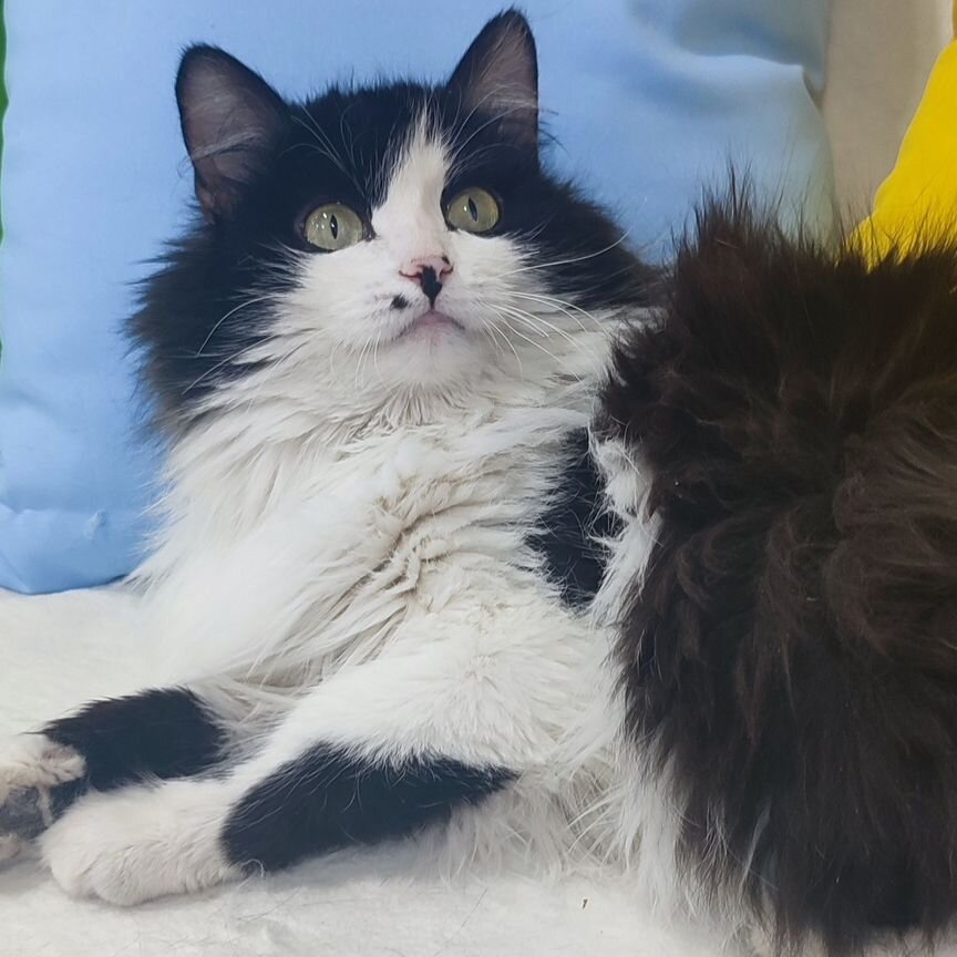 Сибирская, взрослая кошка