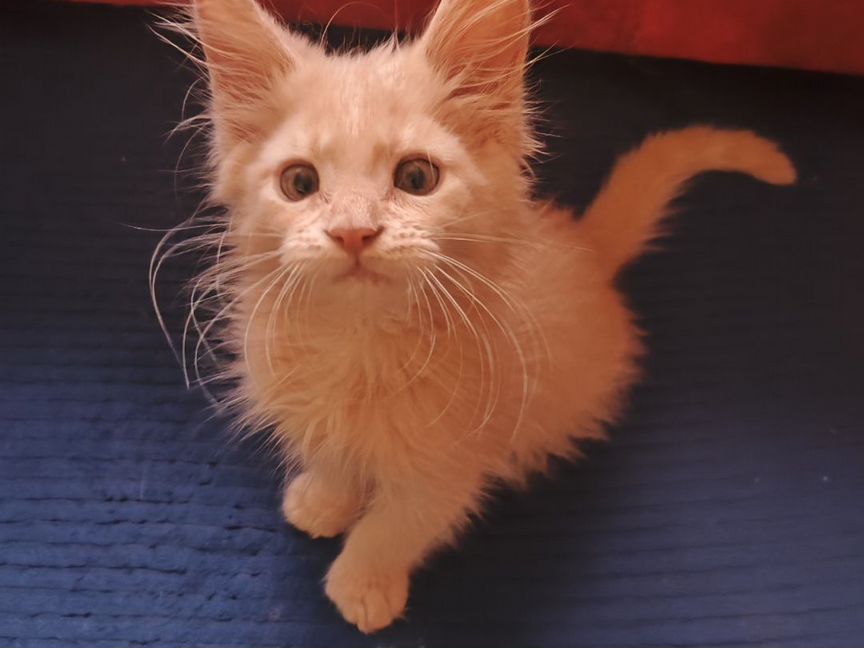 Котёнок Мэйнкун