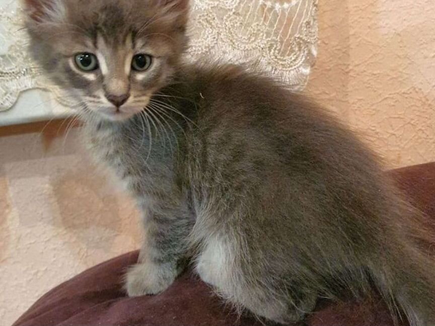 Котик Тимоша