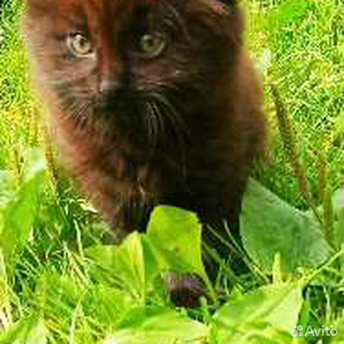 Котята Коржик и Бублик ищут дом