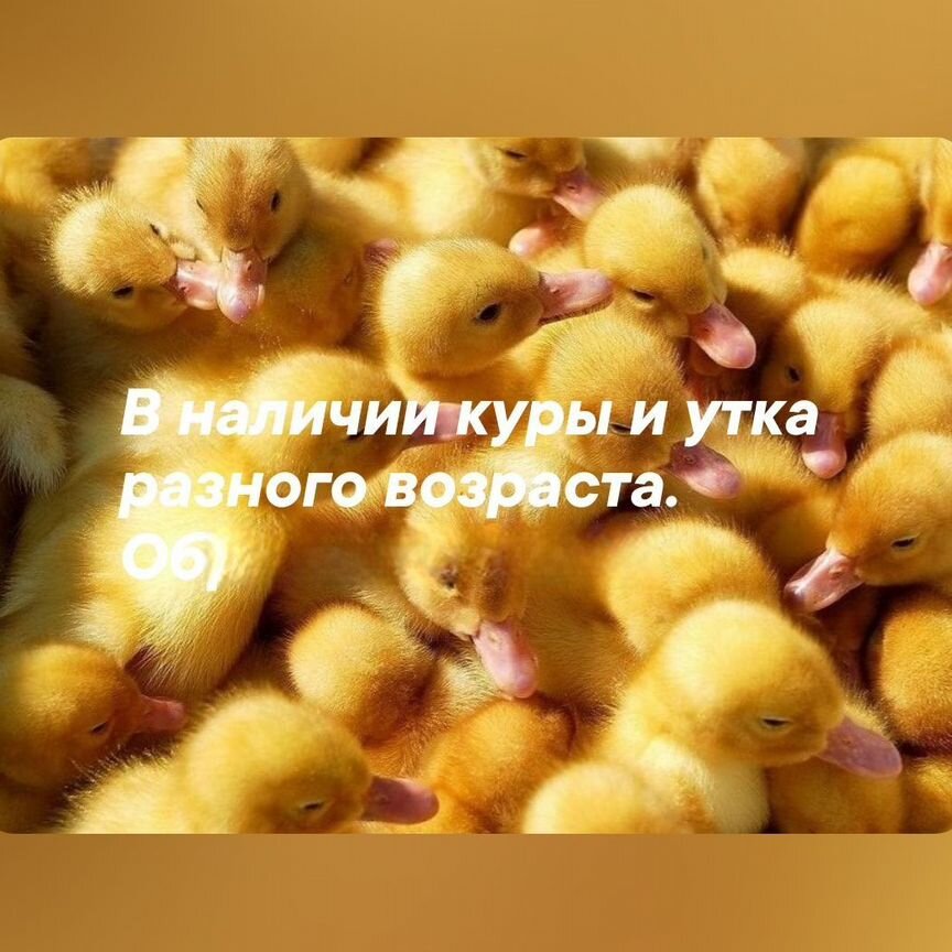Птицы