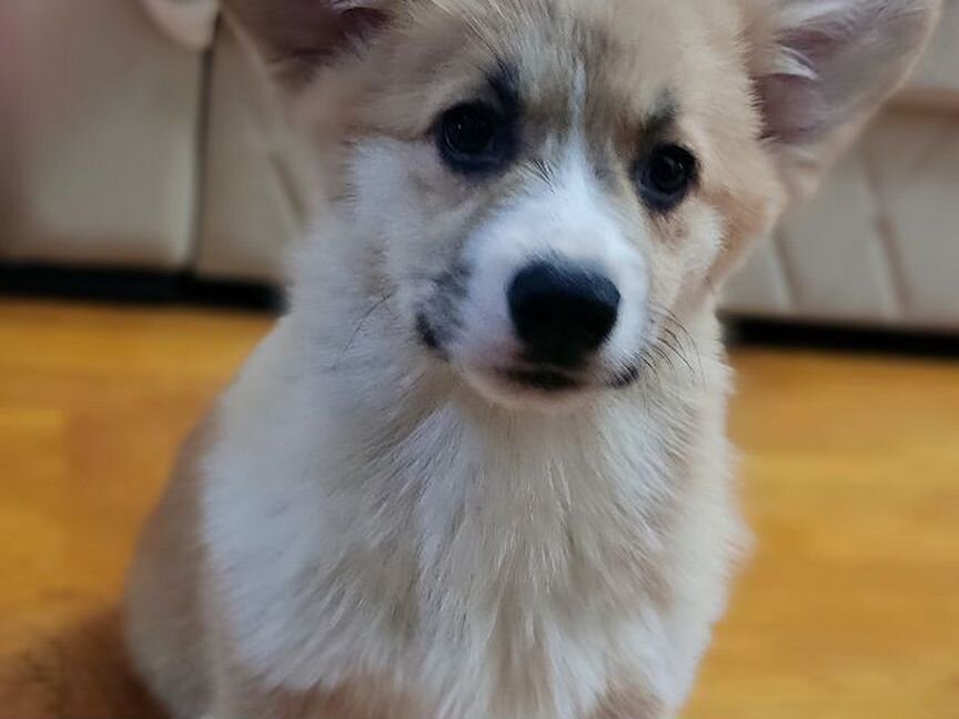 Корги щенки