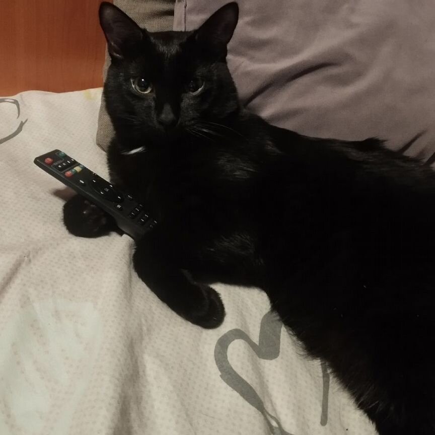 Взрослый кот в добрые руки