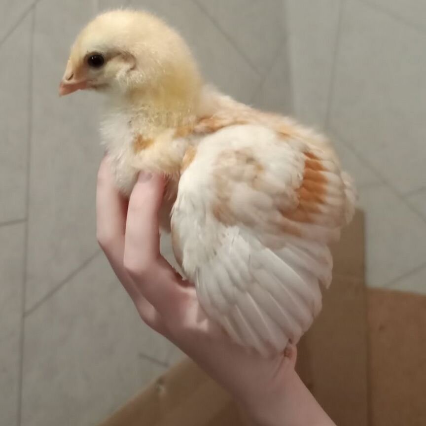 Цыпленок