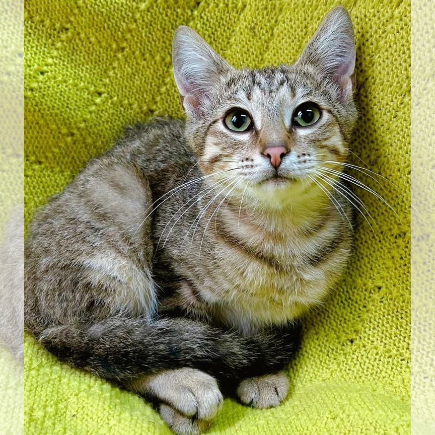 Милый котёнок ищет дом