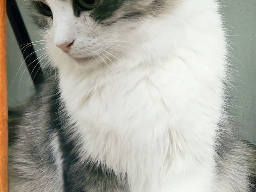 Красивая кошка