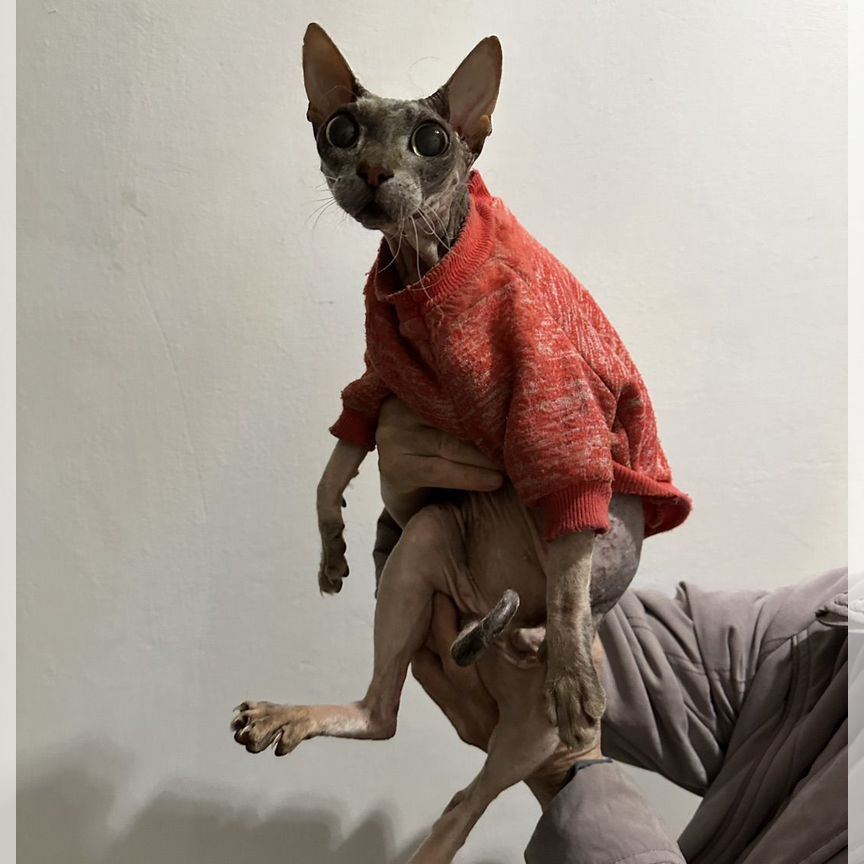 Канадский сфинкс, взрослая кошка