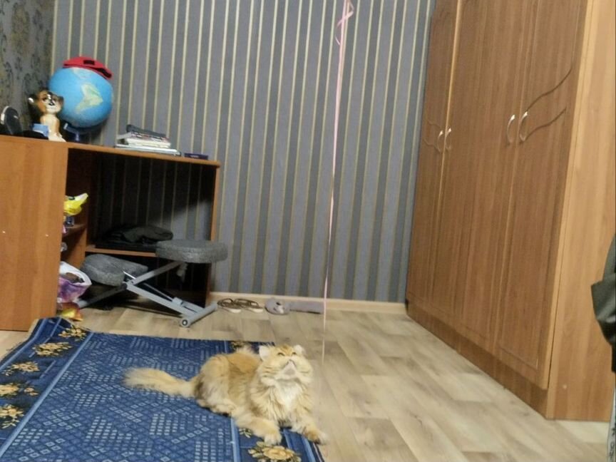 Британские котята золотая шиншилла