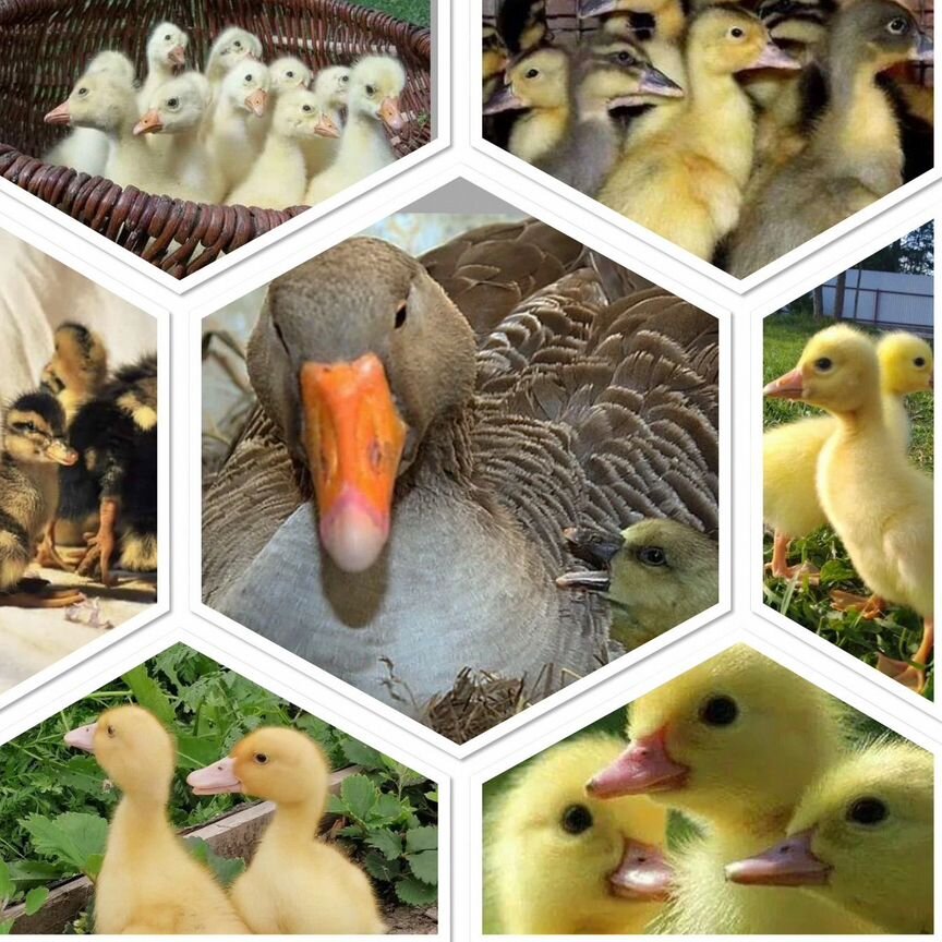 Гусята утята