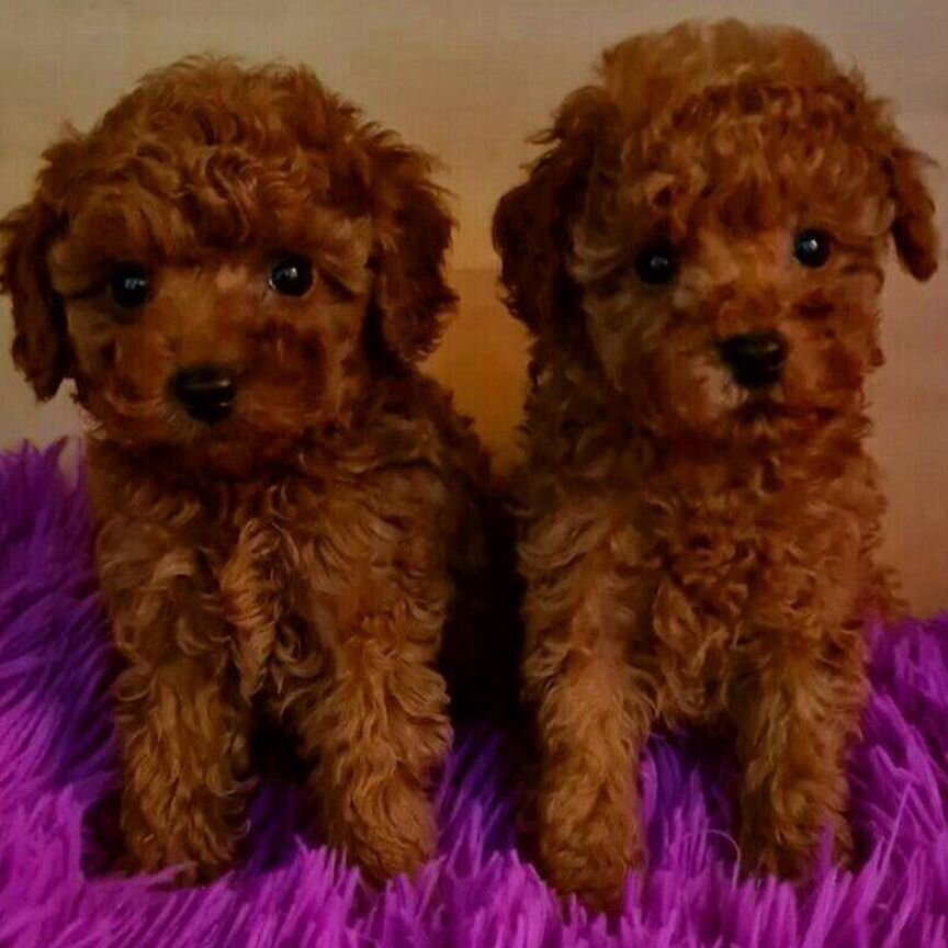 Той-пудель, щенок