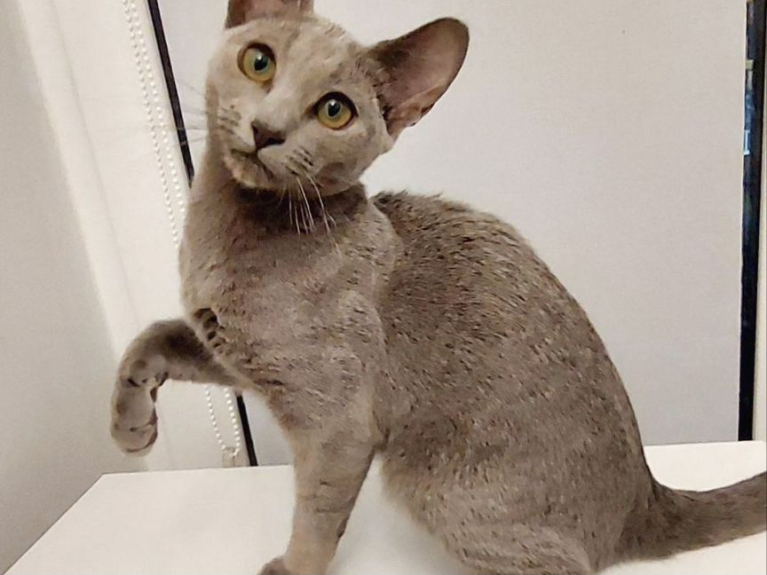 Котята русская голубая