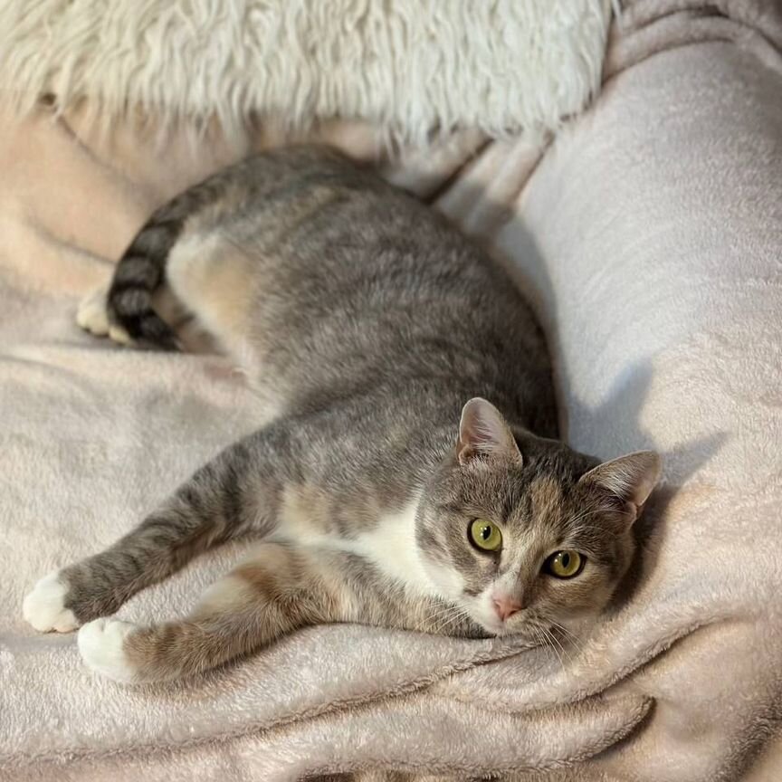 Кошечка Изольда в добрые руки