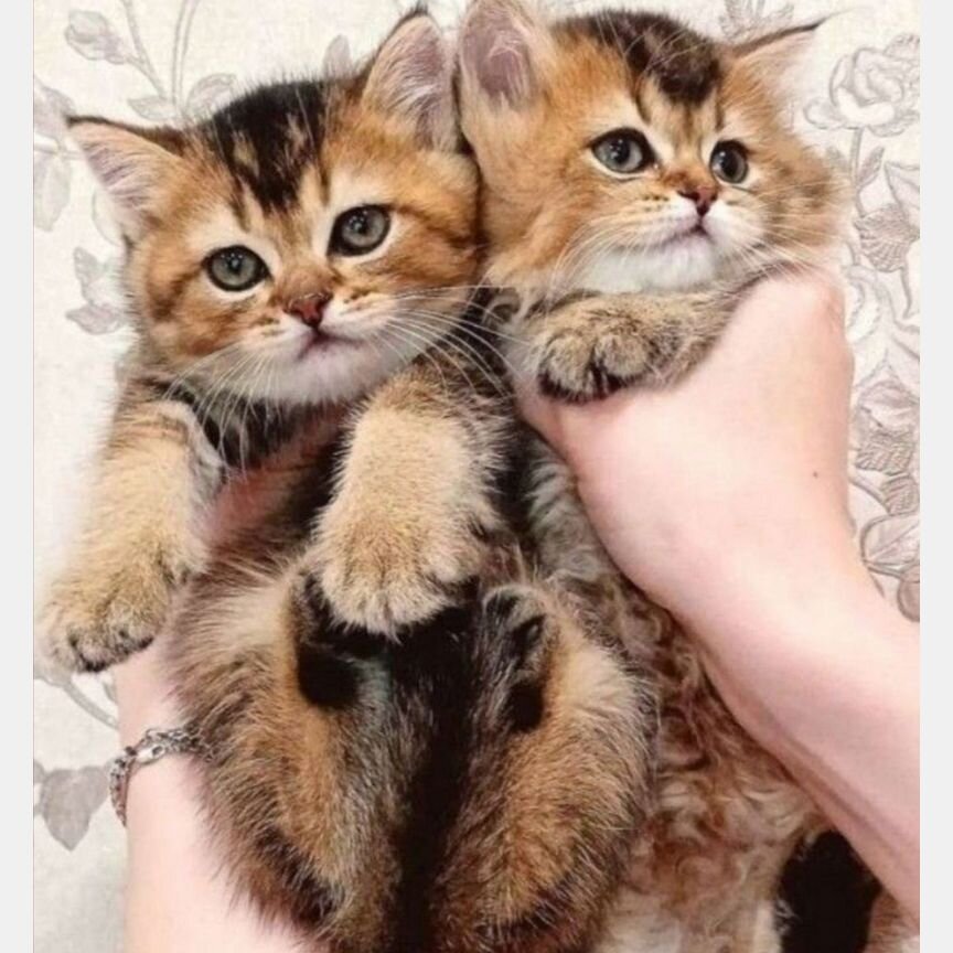 Шотландские золотые красавчики