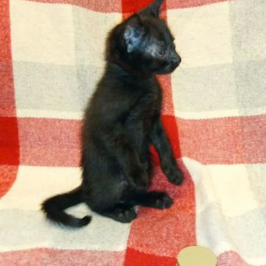 Чёрная кошечка