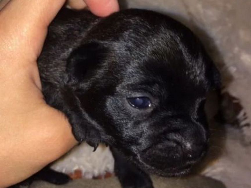 Щенки Той Терьера