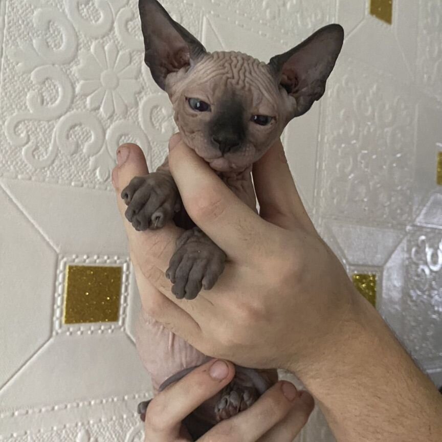 Канадский сфинкс котёнок