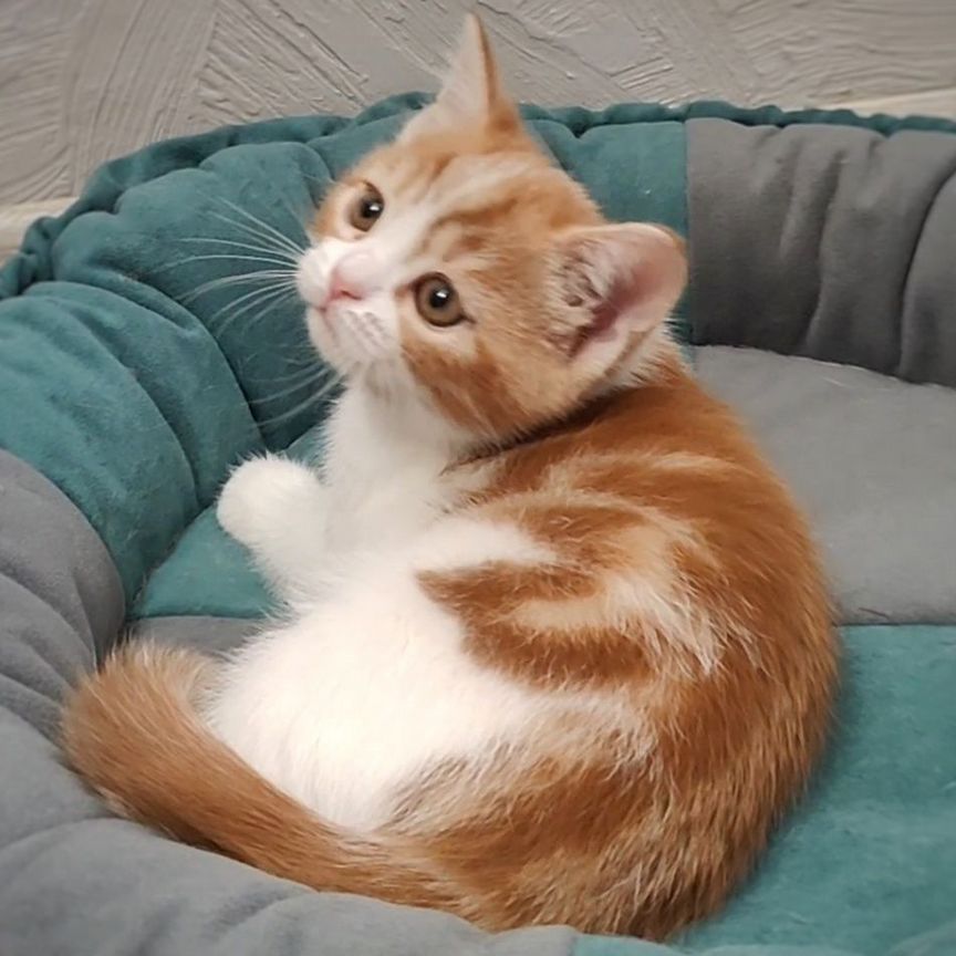 Рыжий мраморный биколор