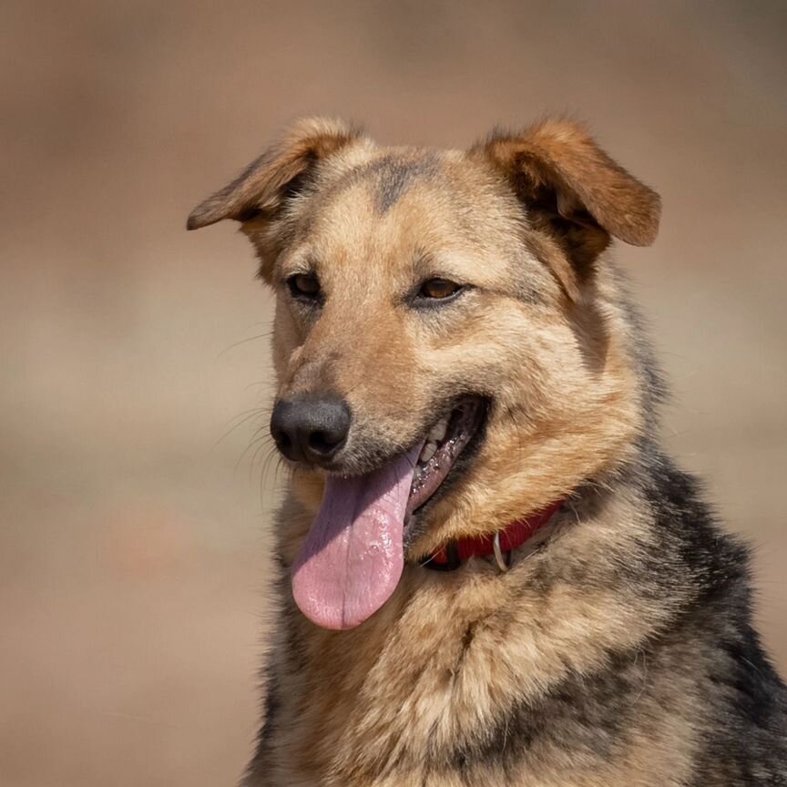 Собака в добрые руки Хома