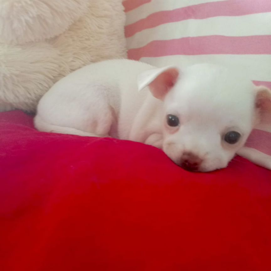 Чихуахуа Щенок