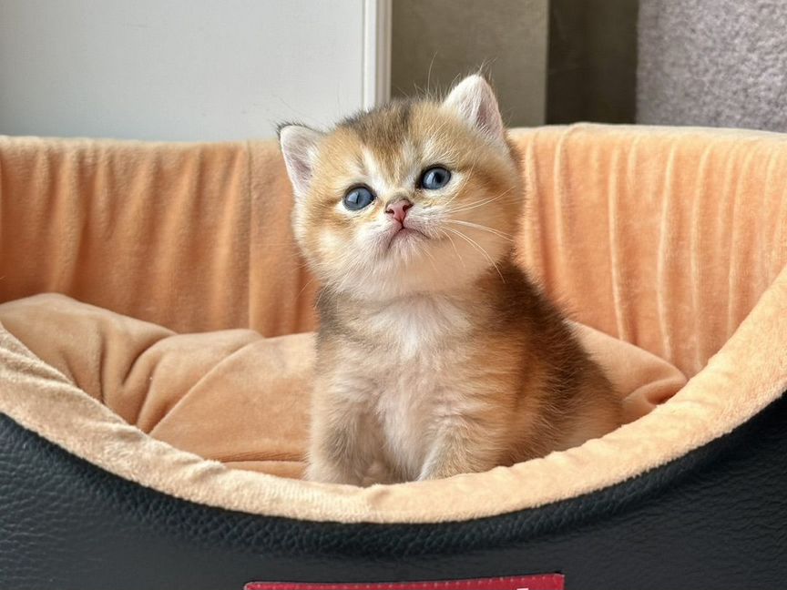Харизматичный котик золотая шиншилла