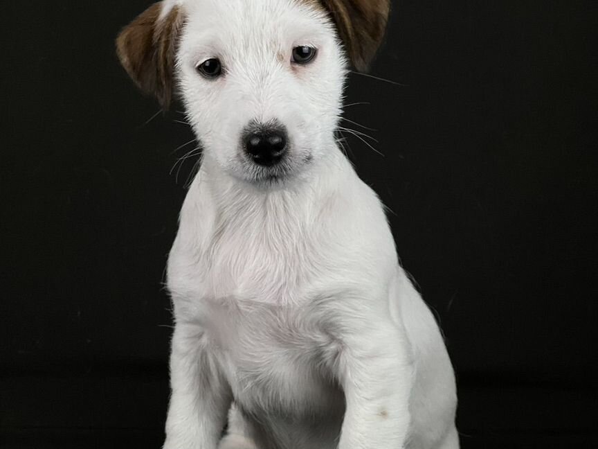 Джек Рассел терьер