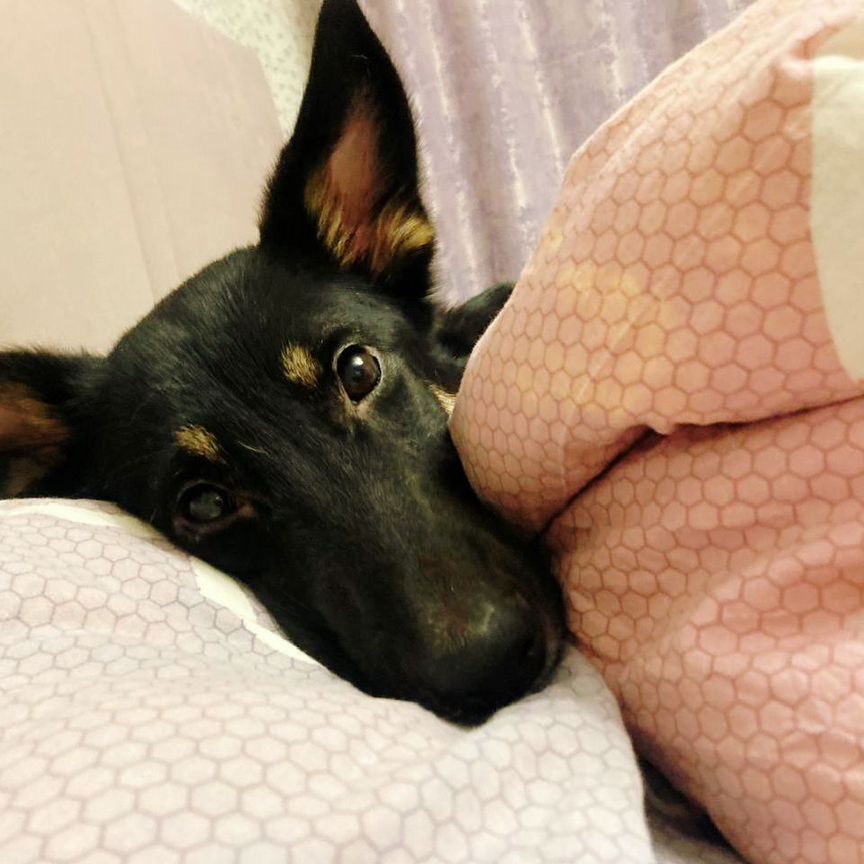 Молли ищет дом