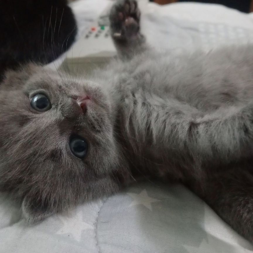 Полу британец